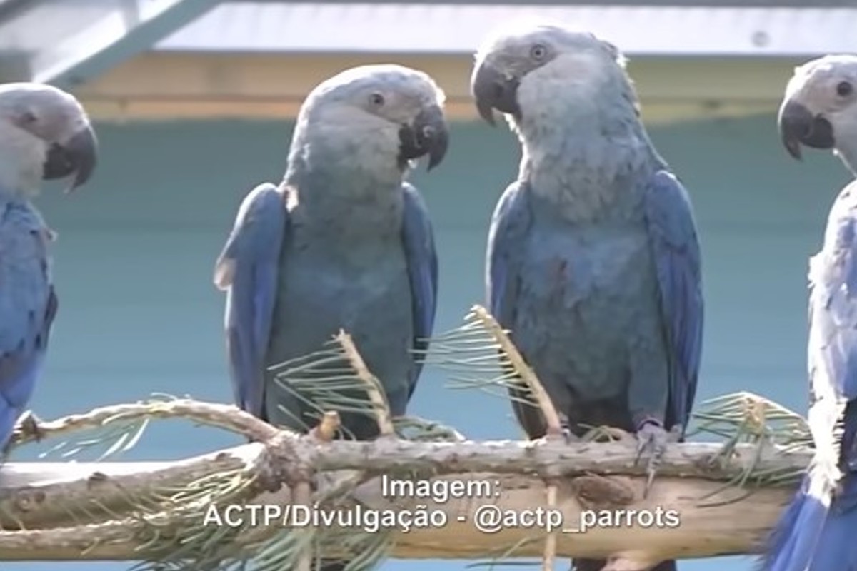 Brasil deve receber mais 30 a 50 ararinhas-azuis vindas da Alemanha em ...