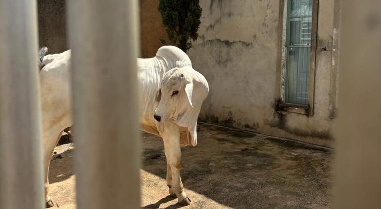 Como vive o boi que trocou o pasto por uma casa em Goiânia