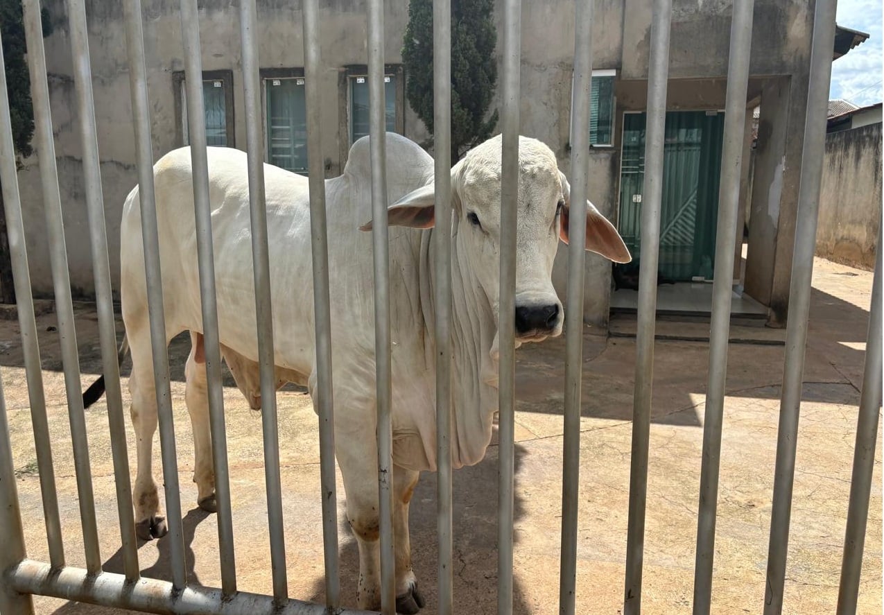 Efraim, o boi de estimação que foi morar numa casa em Goiânia