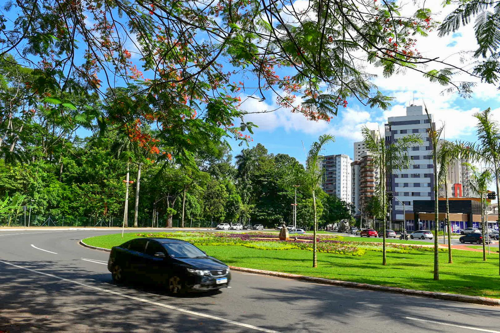 Com Goiânia, confira as 10 cidades mais arborizadas do Brasil