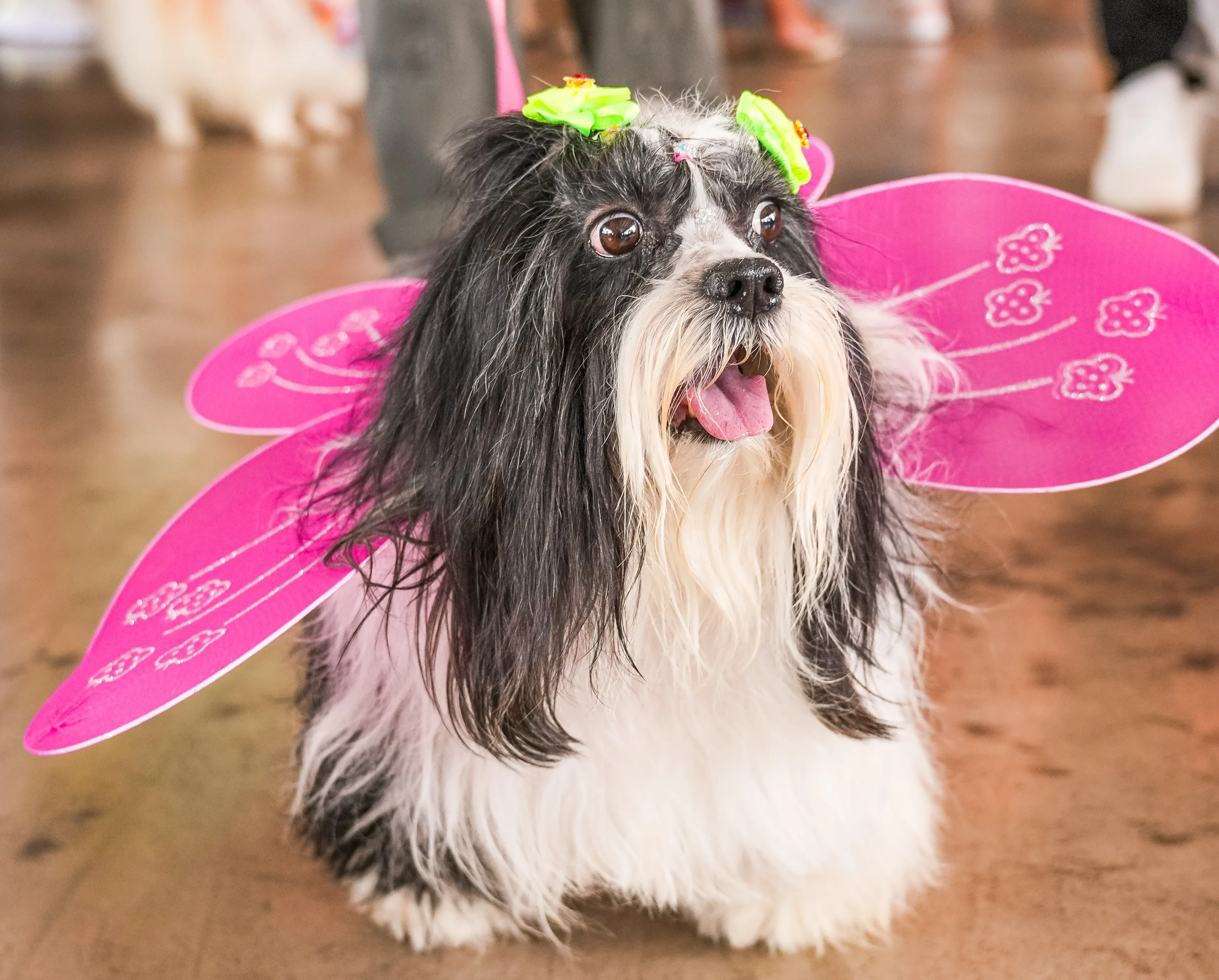 Carnaval pet reúne bloco de fantasias e feira de adoção em Aparecida de ...
